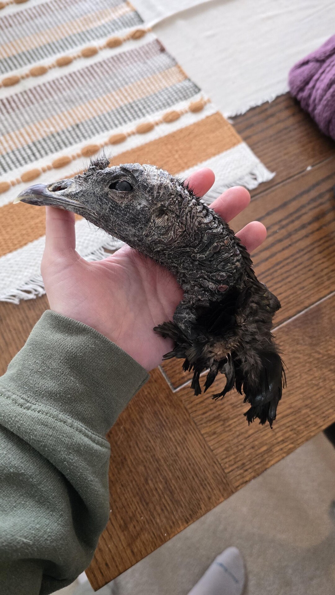 Mummified Turkey Head - Taxidermy Bird, Deer Antlers, Taxidermy Craft ...