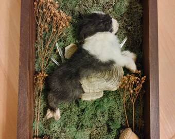 Moss Shadow Box | Etsy