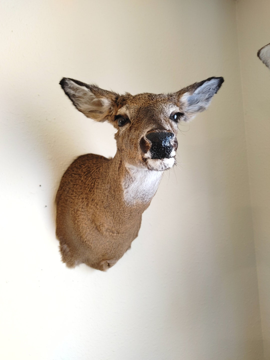 Doe Taxidermy Shoulder Mount - Taxidermy Deer, Animal Bones, Deer Skull ...