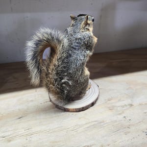 Taxidermy Fox Squirrel Lifesize Mount Squirrel Skull, Stuffed Squirrel ...