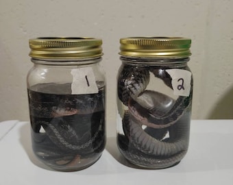 Wet Specimen Snake | Etsy