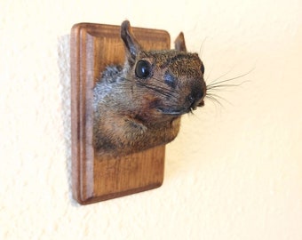 Taxidermy Squirrel | Etsy