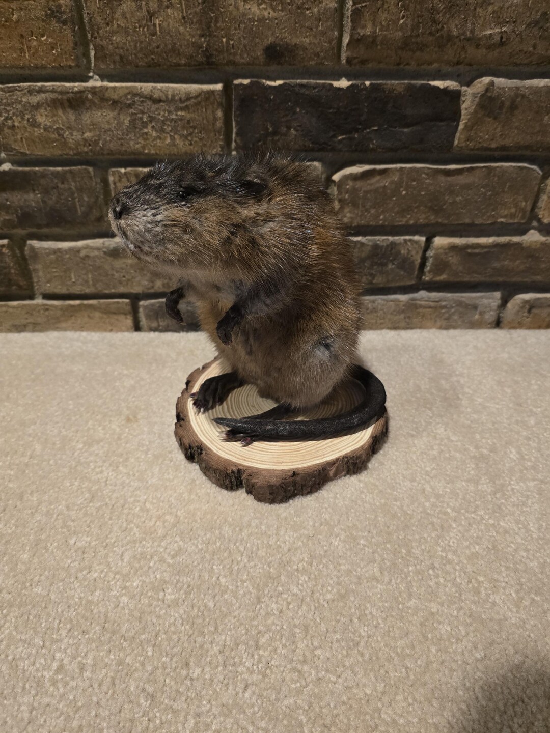 Taxidermy Muskrat Lifesize Mount Muskrat Skull, Taxidermy Squirrel ...