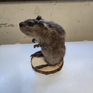 Taxidermy Muskrat Lifesize Mount - Muskrat Skull, Taxidermy Squirrel ...