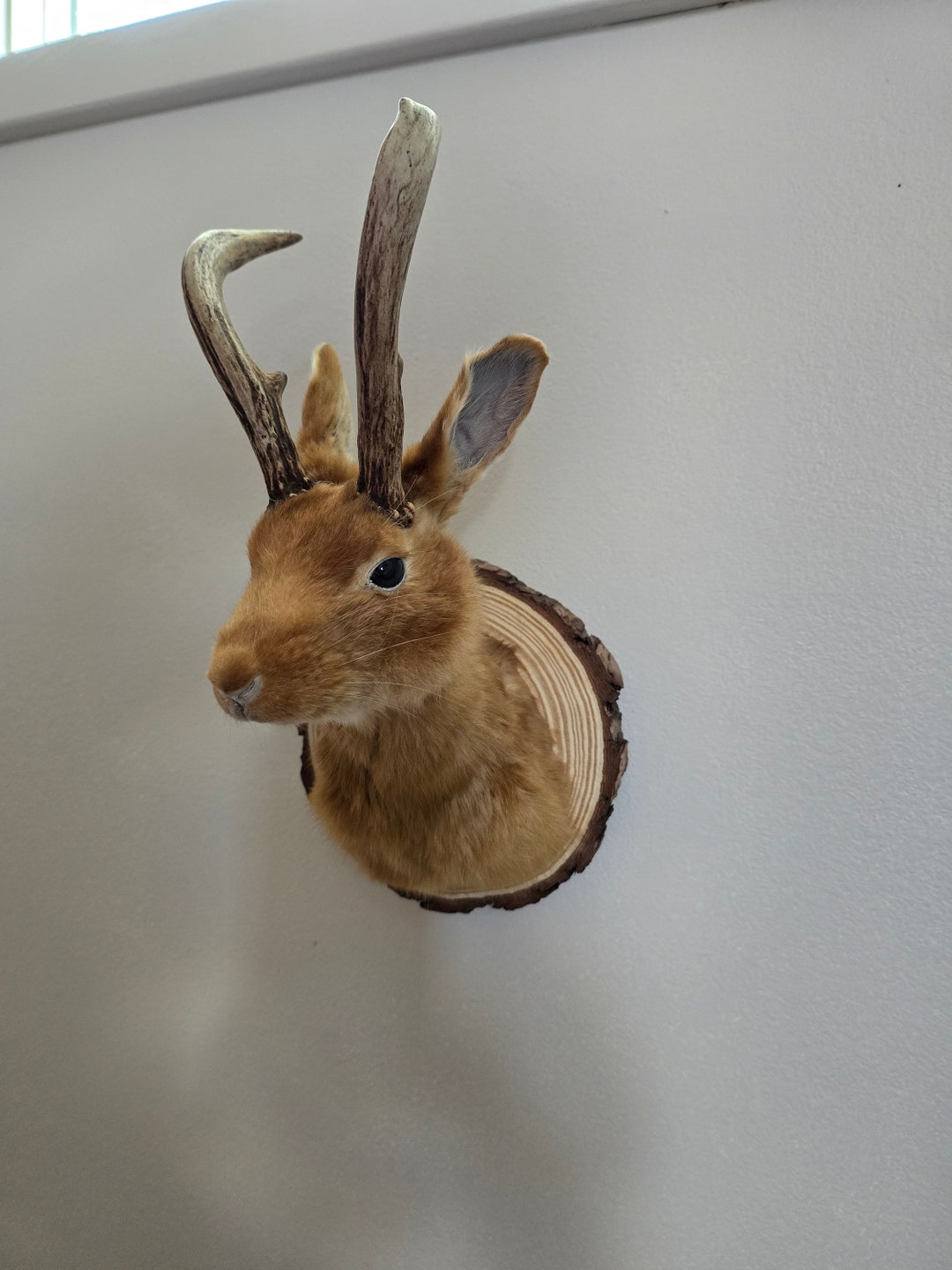 Taxidermy Rabbit Jackalope Shoulder Mount Rabbit Skull, Taxidermy Bunny ...