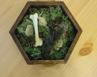 Moss Shadow Box | Etsy