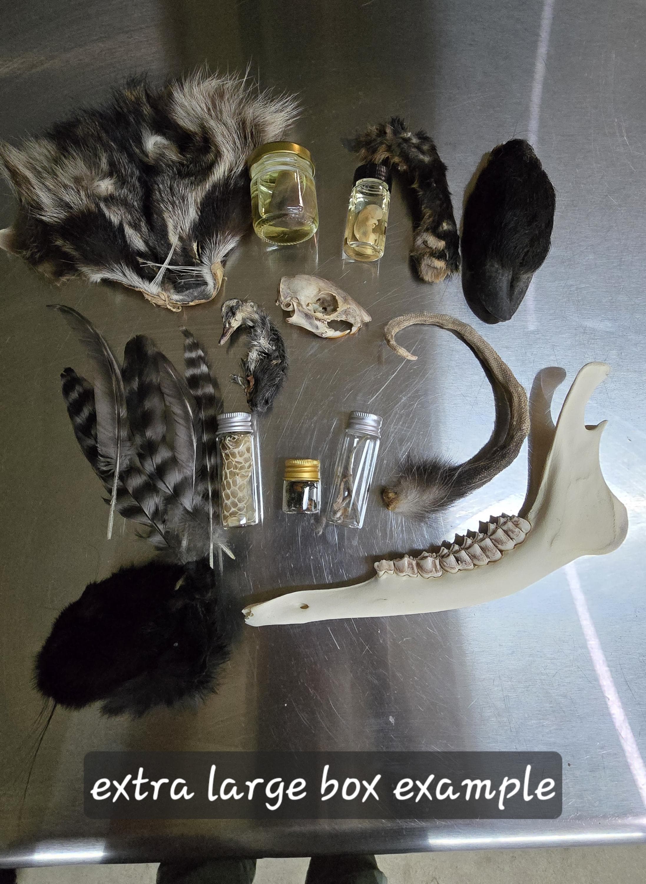 Taxidermy Vulture Culture Gift Boxes - Curated Oddities Themed Gift Box ...