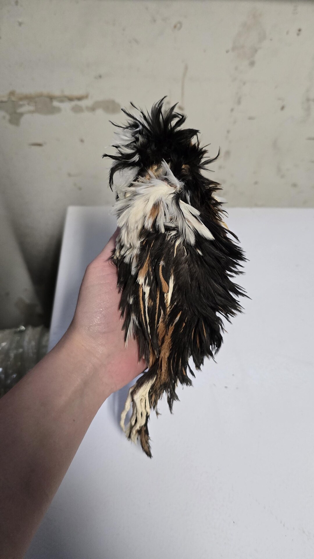 Mummified Chicken - Taxidermy Chick, Deer Antlers, Taxidermy Craft ...