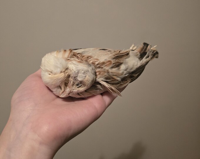 Mummified Chick - Taxidermy Chick, Deer Antlers, Taxidermy Craft ...
