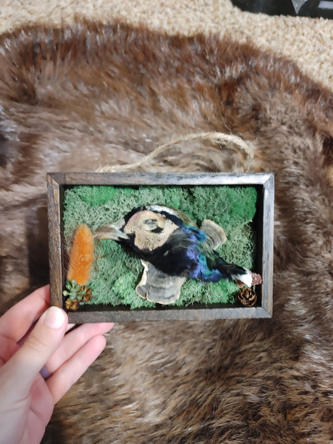 Pheasant Head Wall Hanging Shadow Box Bird Taxidermy, Bird Feathers ...