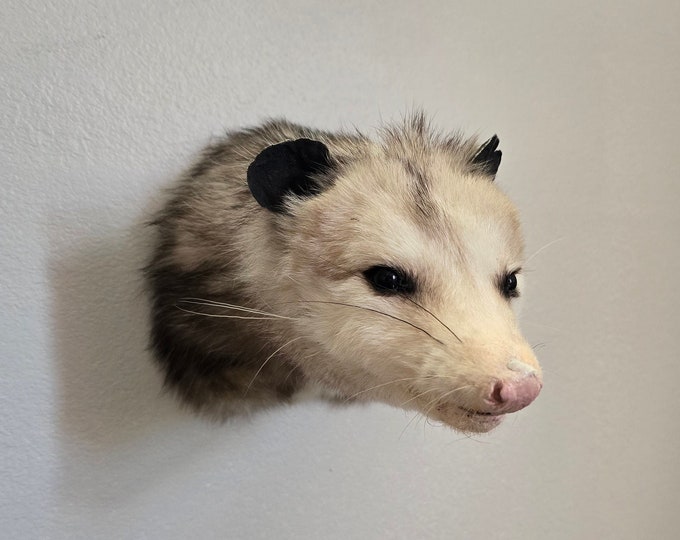 Possum Taxidermy Shoulder Mount - Taxidermy Mount, Taxidermy Animal ...