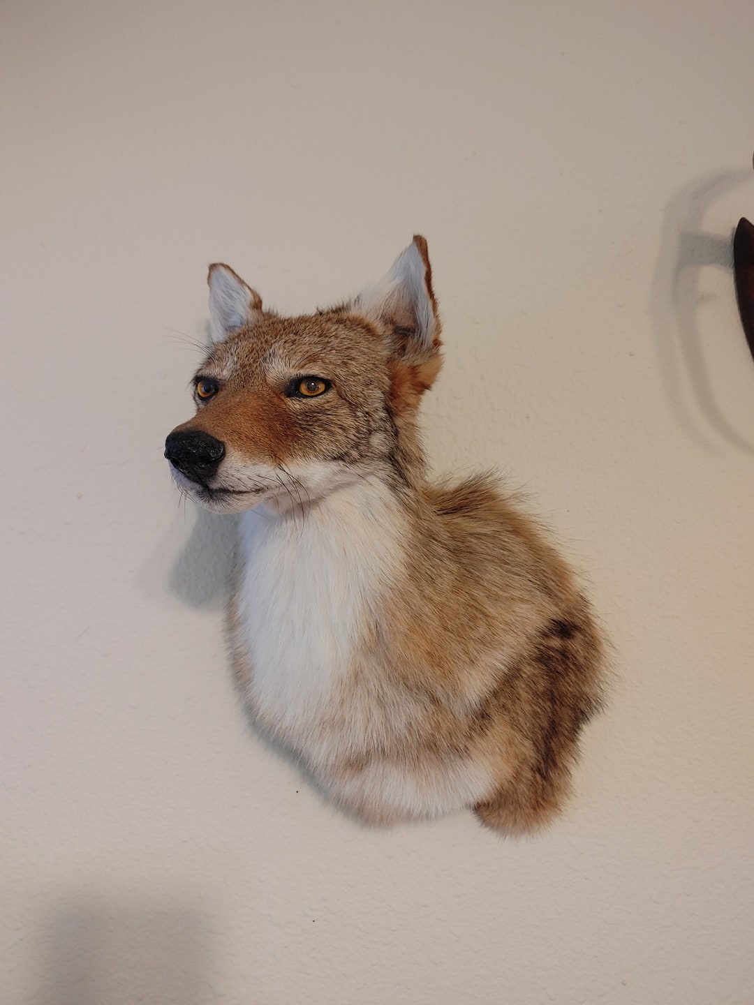Coyote Shoulder Pedestal Mount Taxidermy Coyote, Animal Bones, Coyote ...