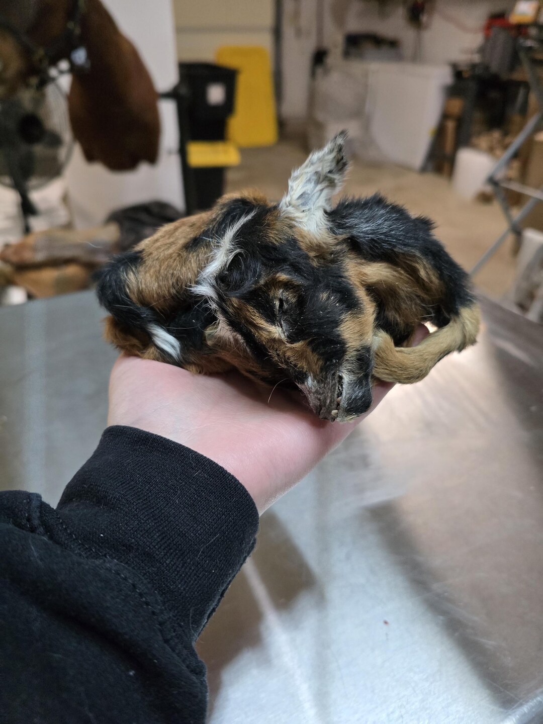Mummified Stillborn Baby Goat Taxidermy Goat, Deer Antlers, Taxidermy ...