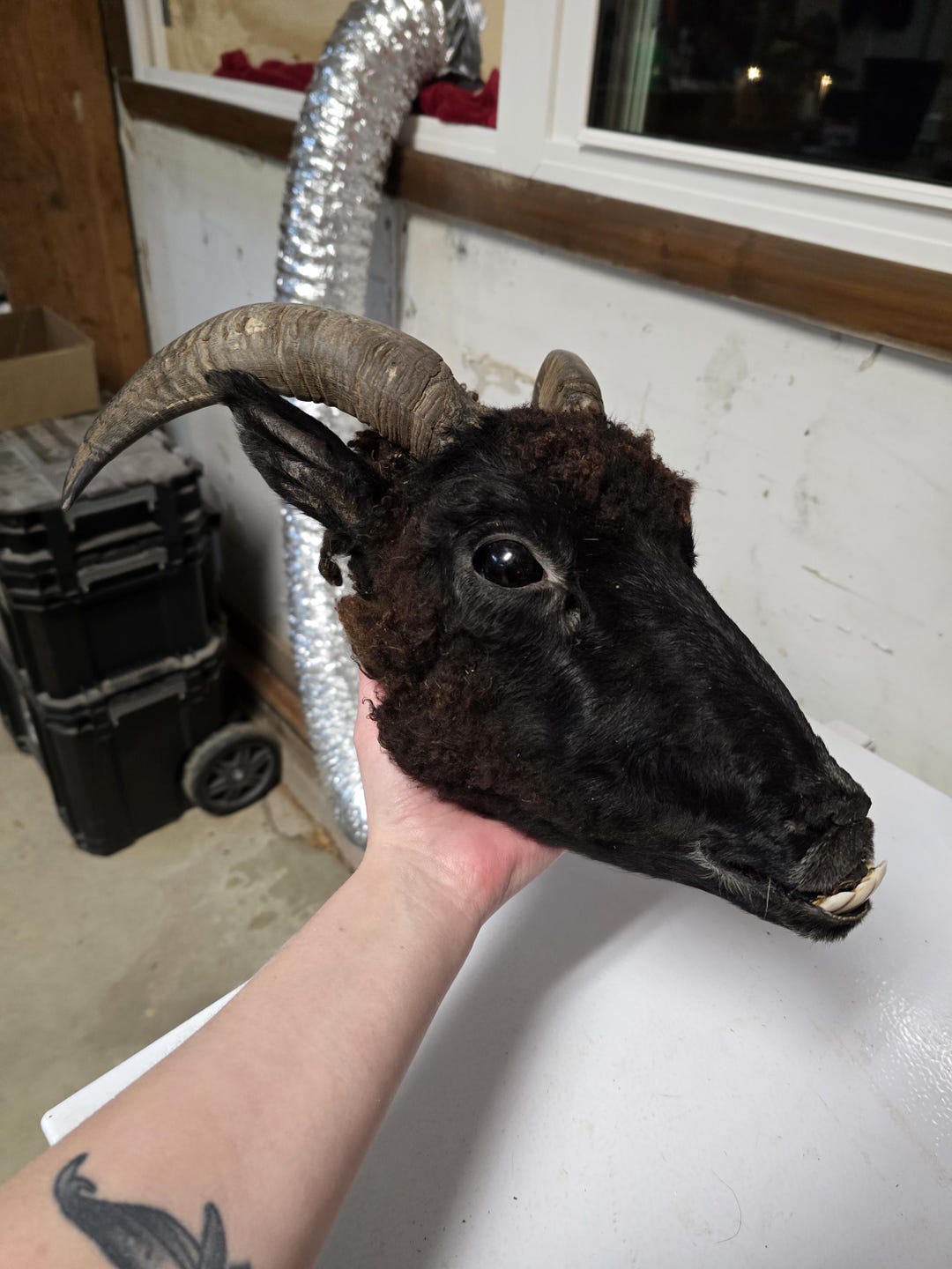 Mummified Sheep Head - Taxidermy Sheep, Deer Antlers, Taxidermy Craft ...