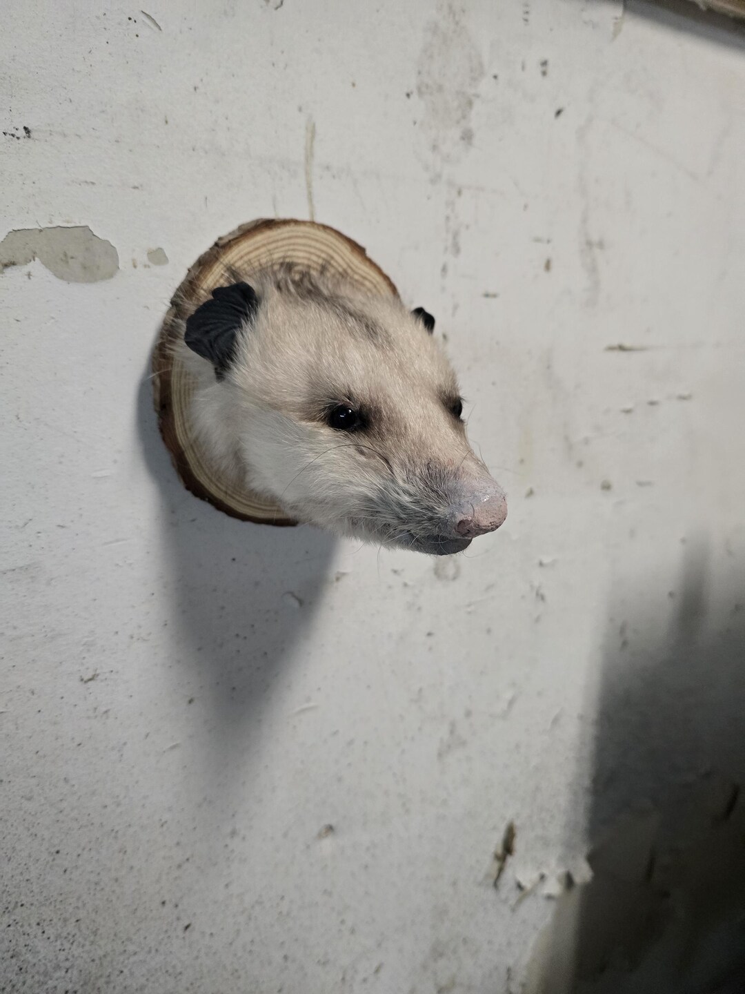 Possum Taxidermy Head Mount Taxidermy Mount, Taxidermy Animal, Stuffed ...