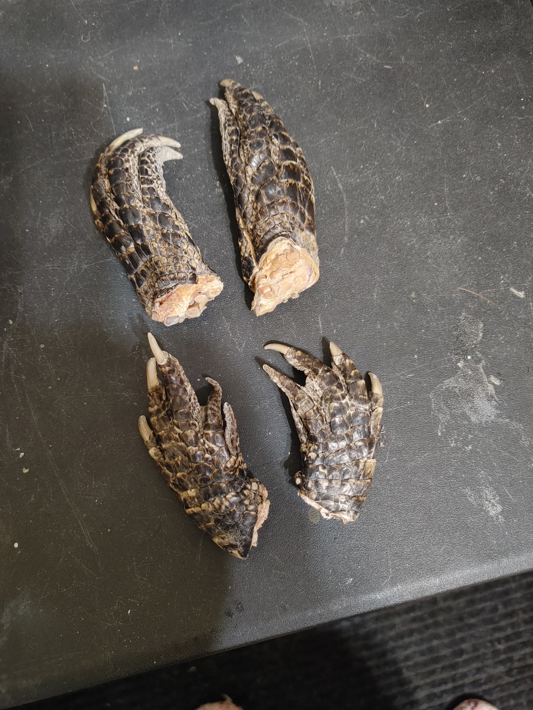 Mummified Alligator Feet Lot of 4 - Taxidermy Alligator, Deer Antlers ...