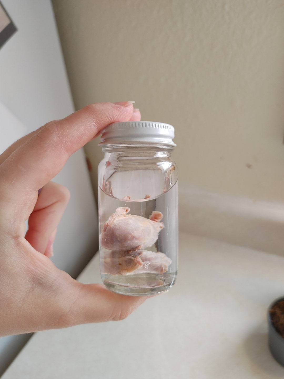 Foal Lymph Nodes Wet Specimen includes Jar Taxidermy Horse, Horse Skull ...