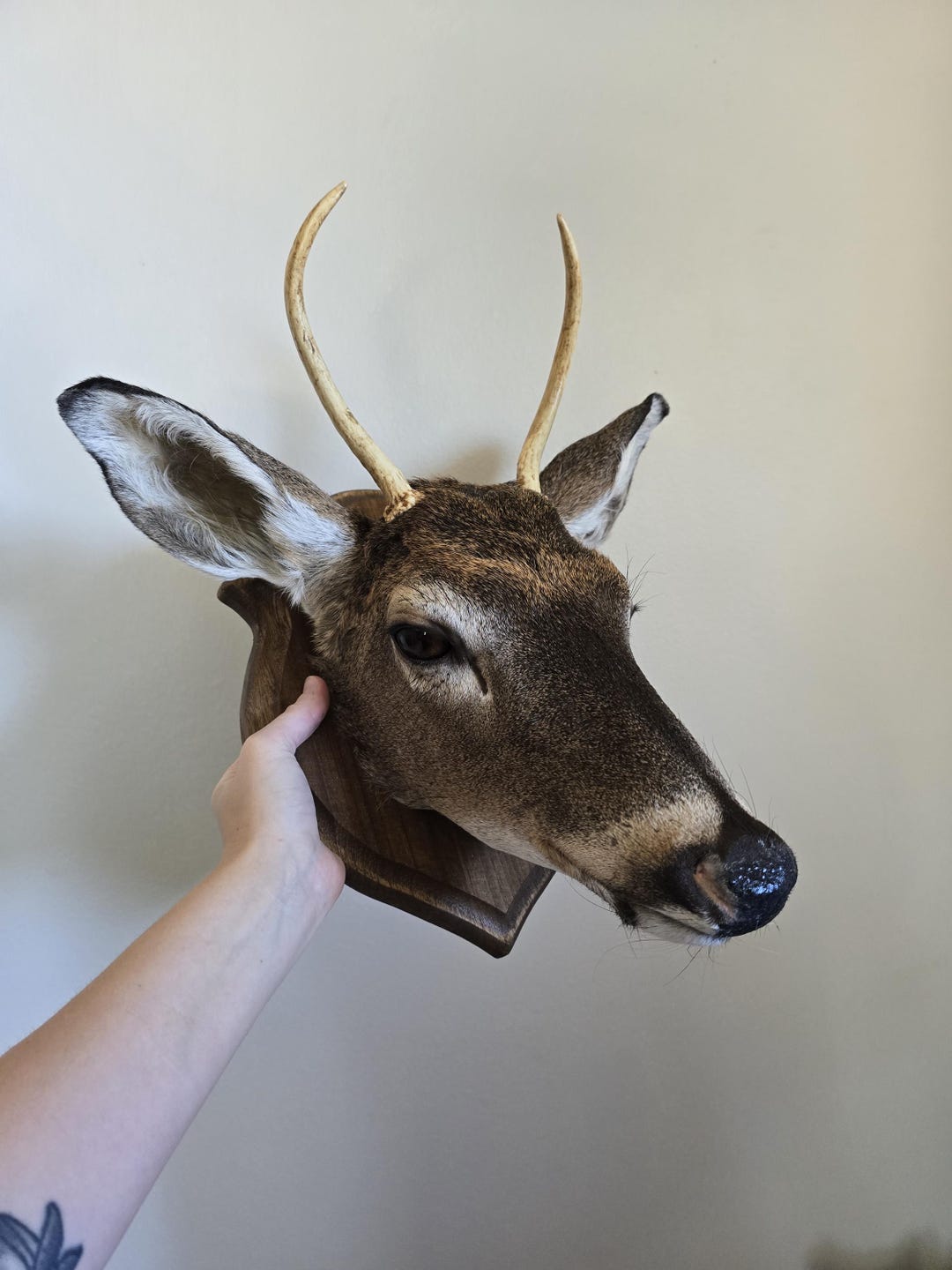 Deer Spike Buck Taxidermy Head Mount Taxidermy Deer, Animal Bones, Deer ...