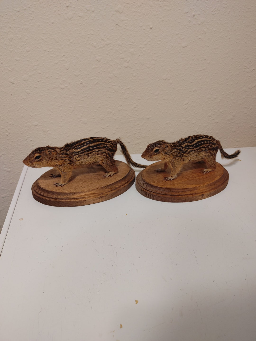 Thirteen-lined Ground Squirrel Taxidermy Lifesize Mount Taxidermy Mount ...