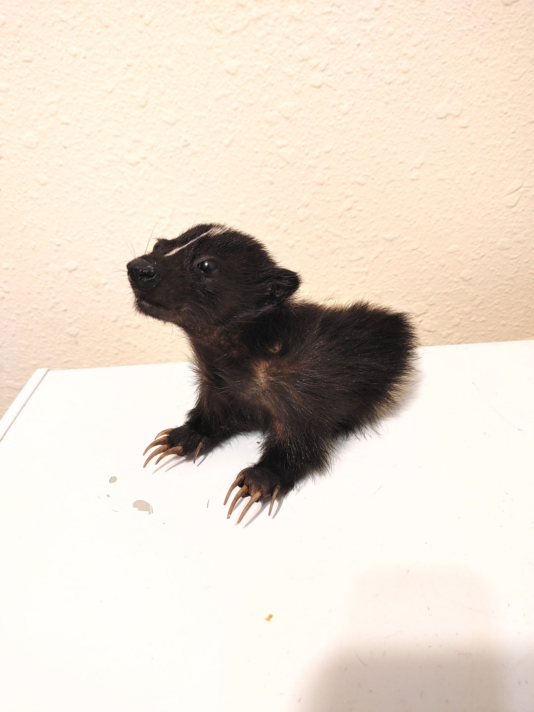 Skunk Taxidermy Half Mount Taxidermy Mount, Taxidermy Animal, Stuffed ...