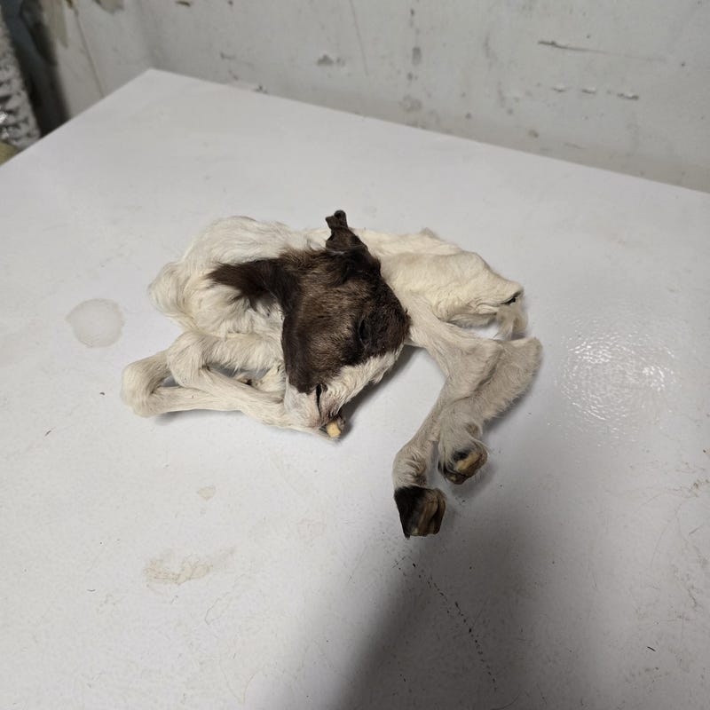 MysticTaxidermy - Etsy