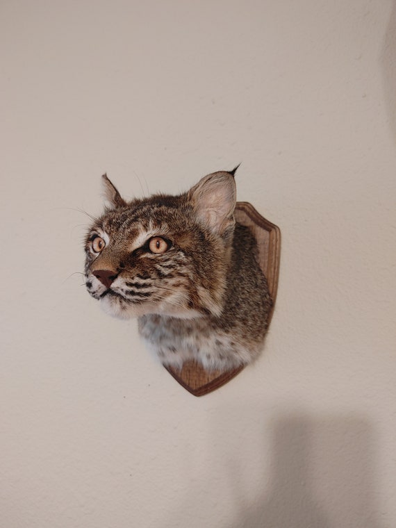 Bobcat Shoulder Mount