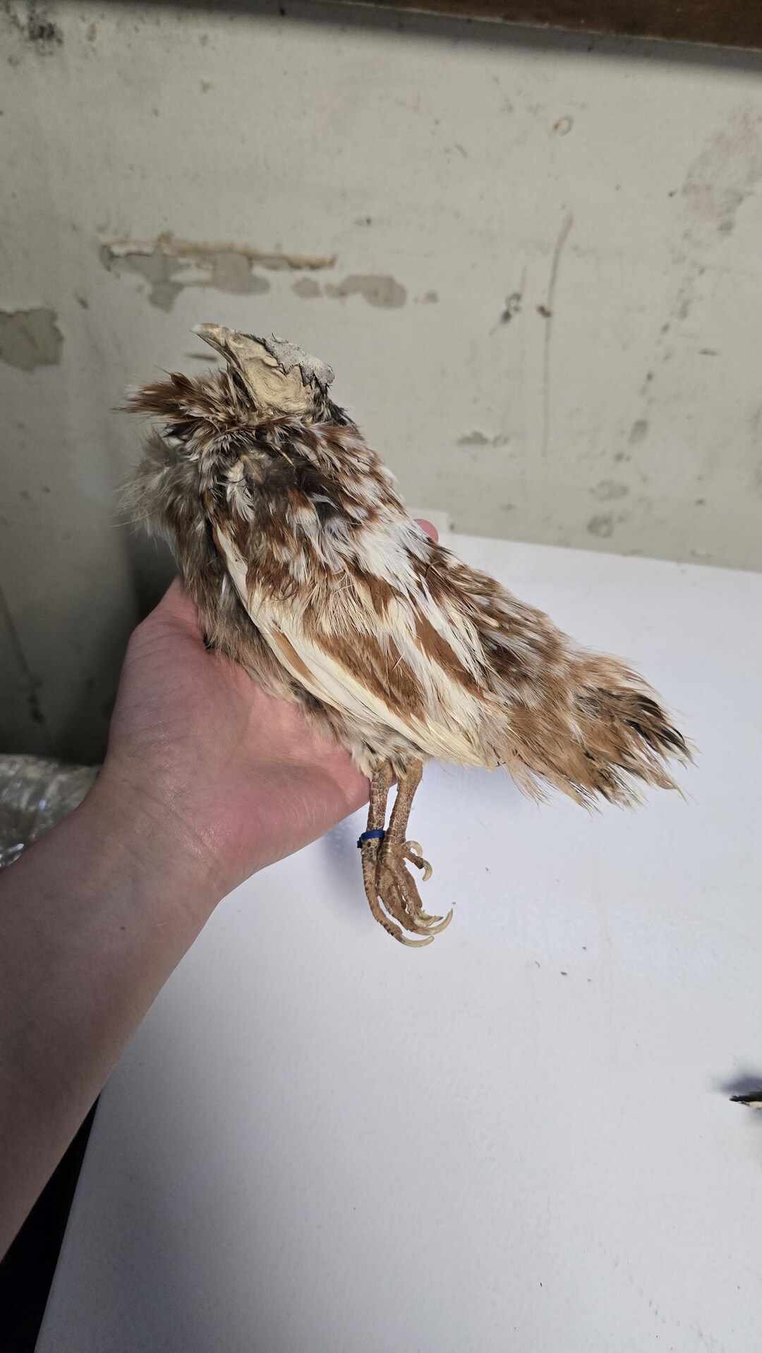 Mummified Chicken - Taxidermy Chick, Deer Antlers, Taxidermy Craft ...