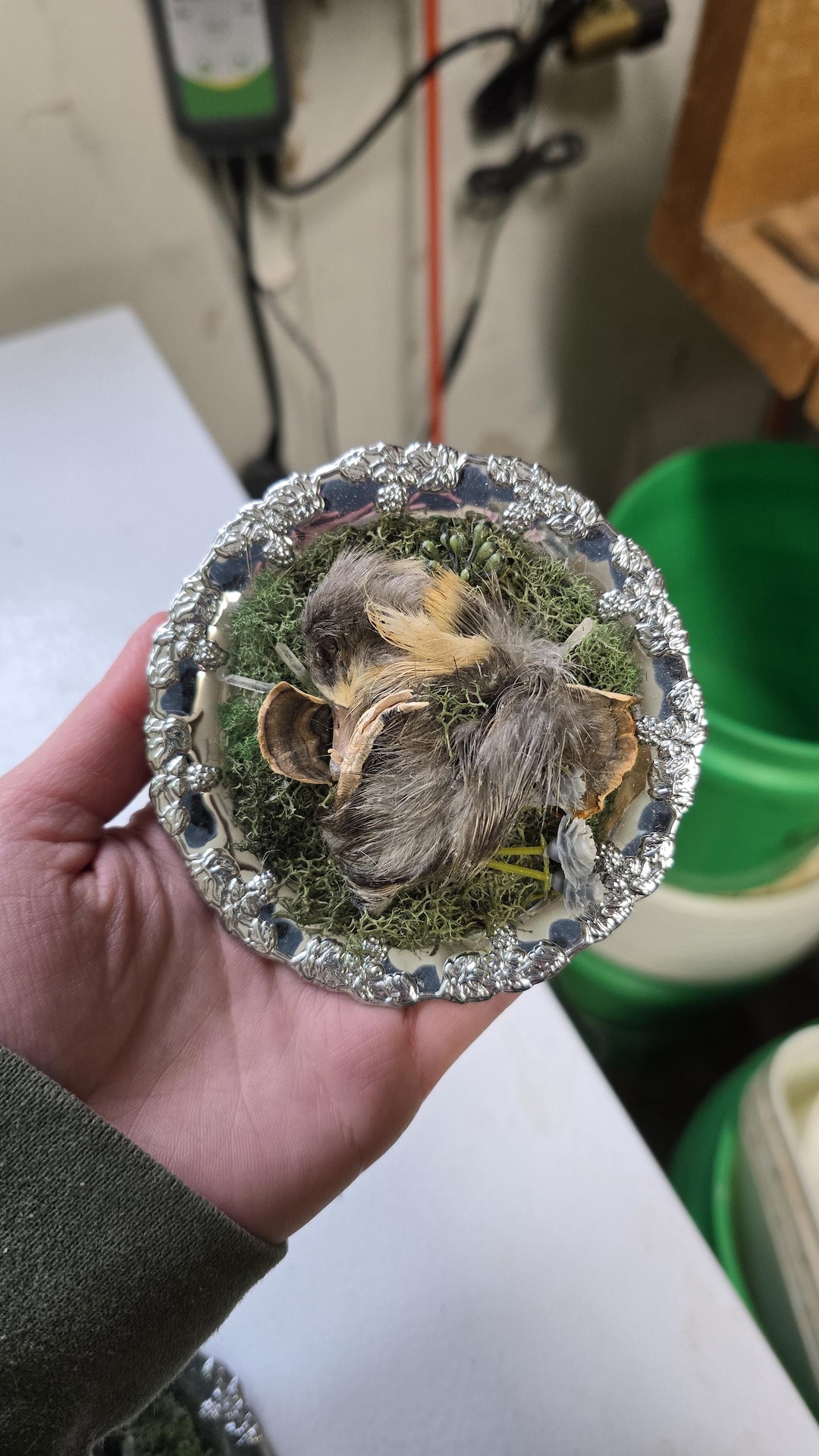 Mummified Duckling Display - Taxidermy Bird, Animal Bones, Chicken ...