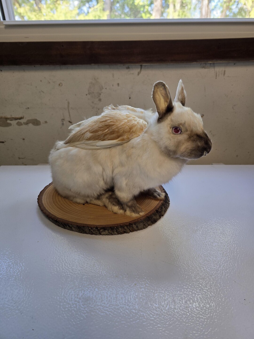 Taxidermy Bunny Rabbit Lifesize Mount - Rabbit Skull, Taxidermy Bunny ...