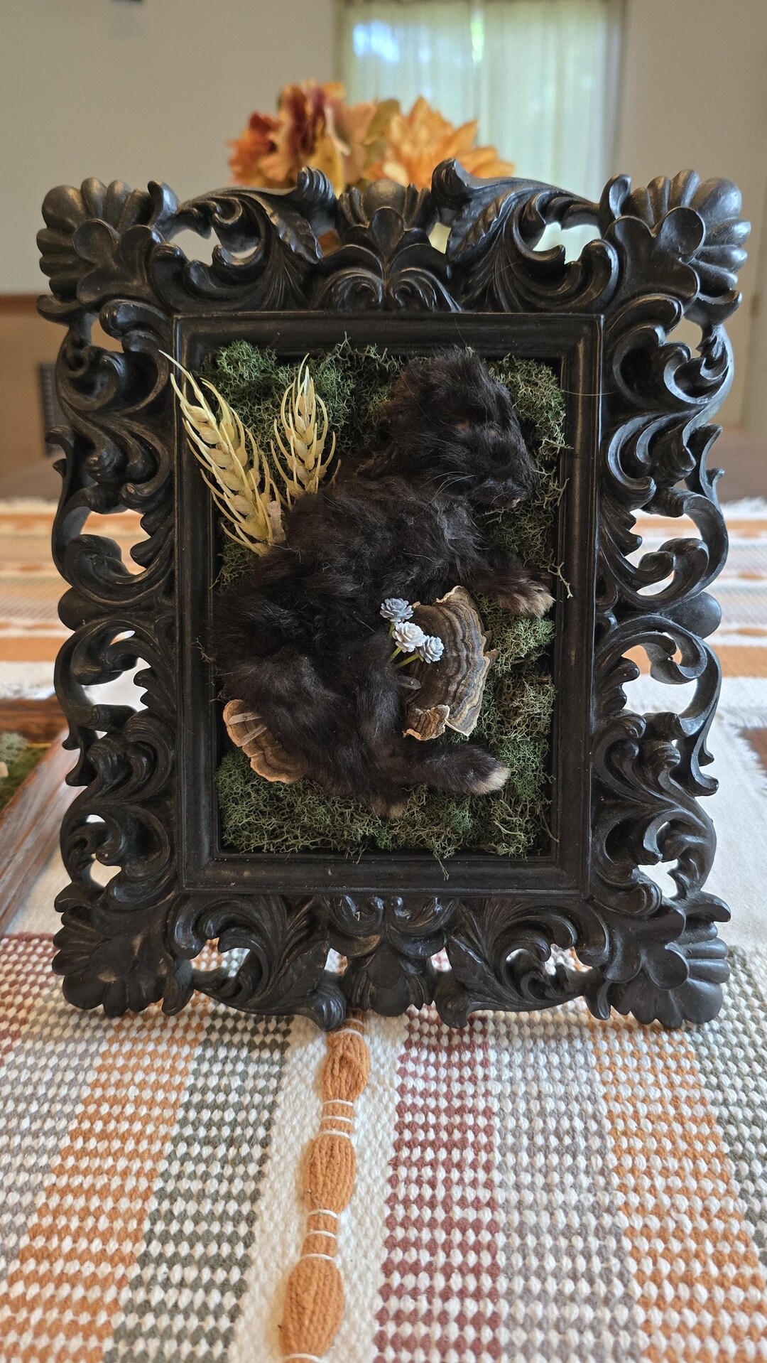Mummified Baby Rabbit Table Sitting Frame - Taxidermy Bunny, Animal ...