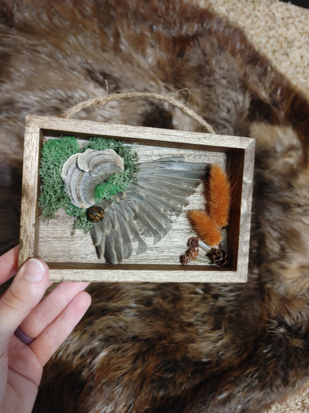 House Sparrow Wing Wall Hanging Shadow Box Bird Taxidermy, Bird ...