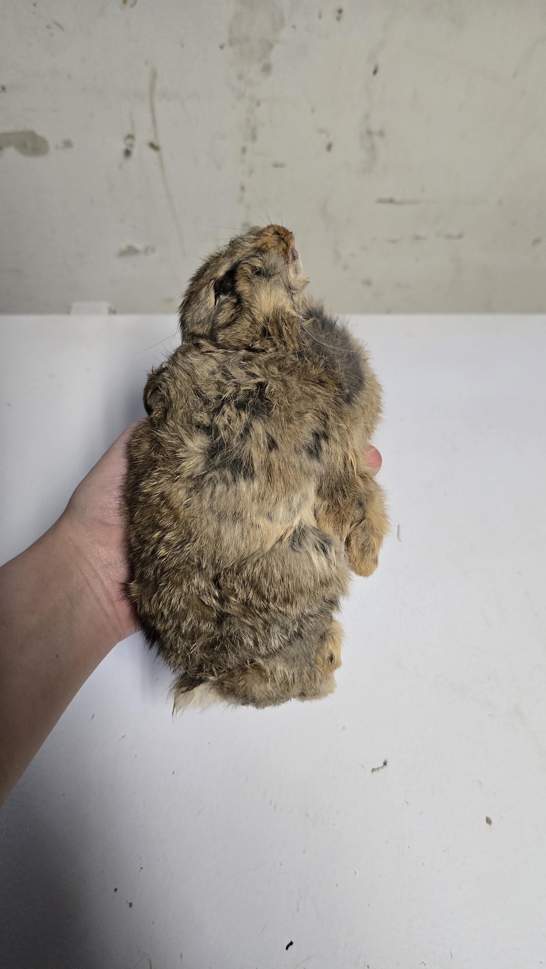 Mummified Baby Rabbit - Taxidermy Bunny Rabbit, Deer Antlers, Taxidermy ...