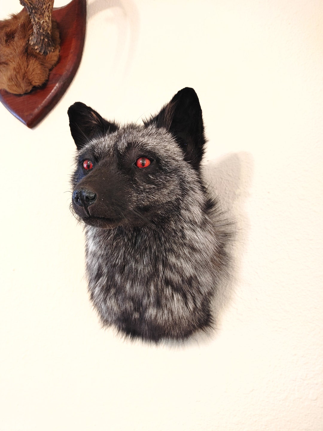 Silver Ranch Fox Taxidermy Shoulder Mount Taxidermy Animal, Fox Skull ...