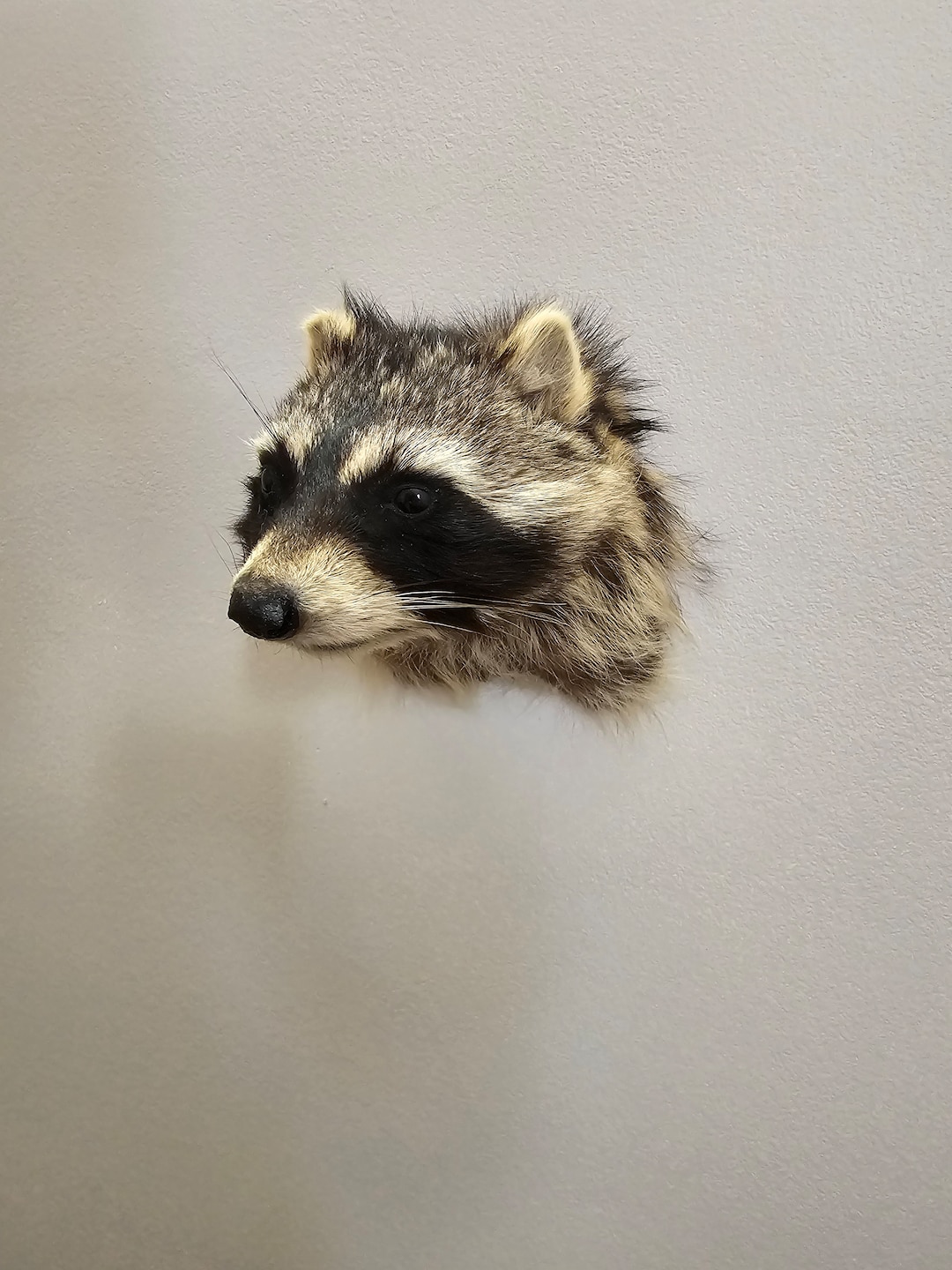 Raccoon Taxidermy Shoulder Mount Taxidermy Mount, Taxidermy Animal ...