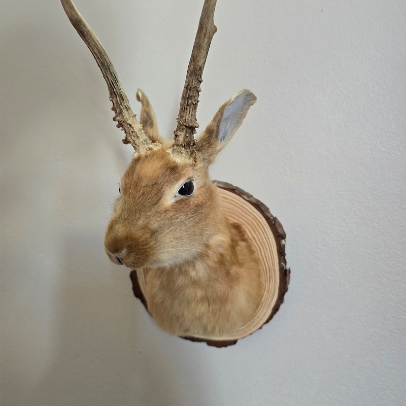 Jackalope Mount - Etsy