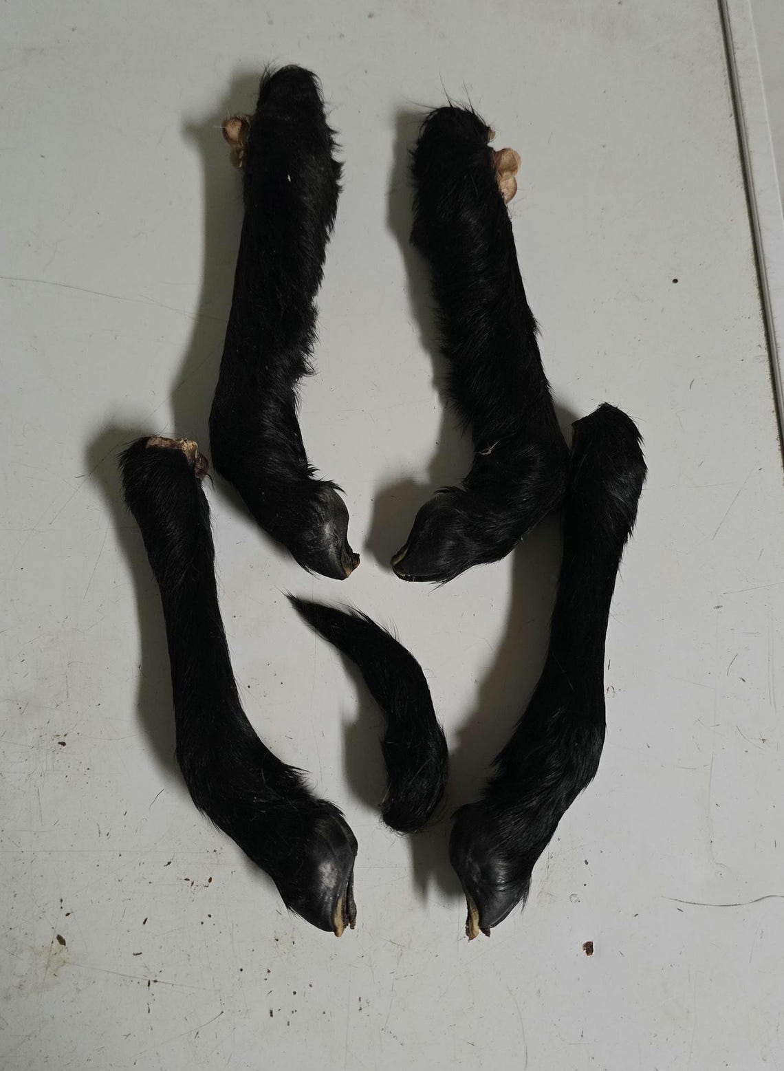 Mummified Goat Feet and Tail - Taxidermy Goat, Deer Antlers, Taxidermy ...