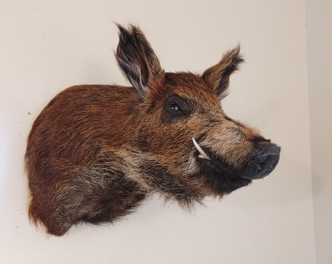 Wild Boar Taxidermy Shoulder Mount Taxidermy Mount, Taxidermy Animal ...