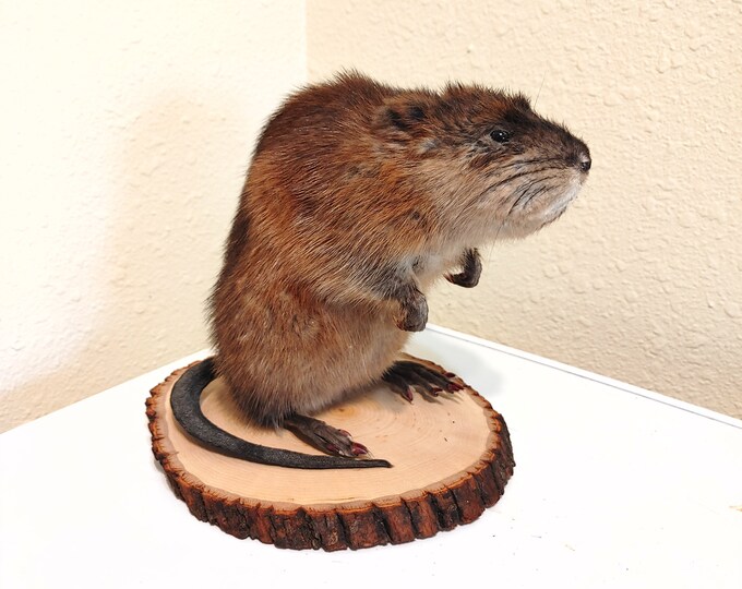 Muskrat Taxidermy Lifesize Mount - Taxidermy Mount, Taxidermy Animal ...