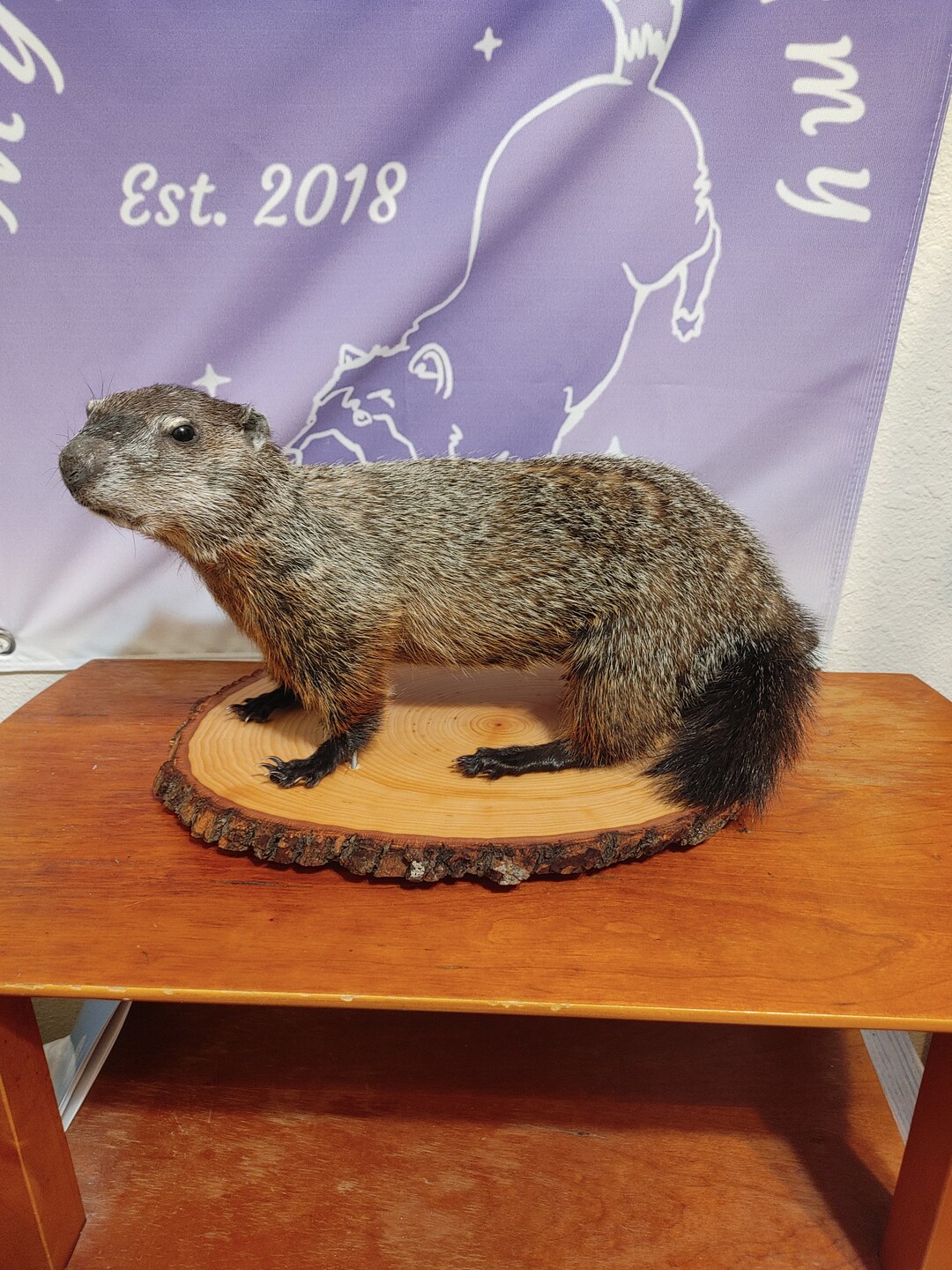 Groundhog Taxidermy Lifesize Mount Taxidermy Mount, Taxidermy Animal ...
