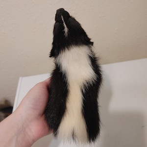 Skunk Taxidermy Half Mount Taxidermy Mount, Taxidermy Animal, Stuffed ...