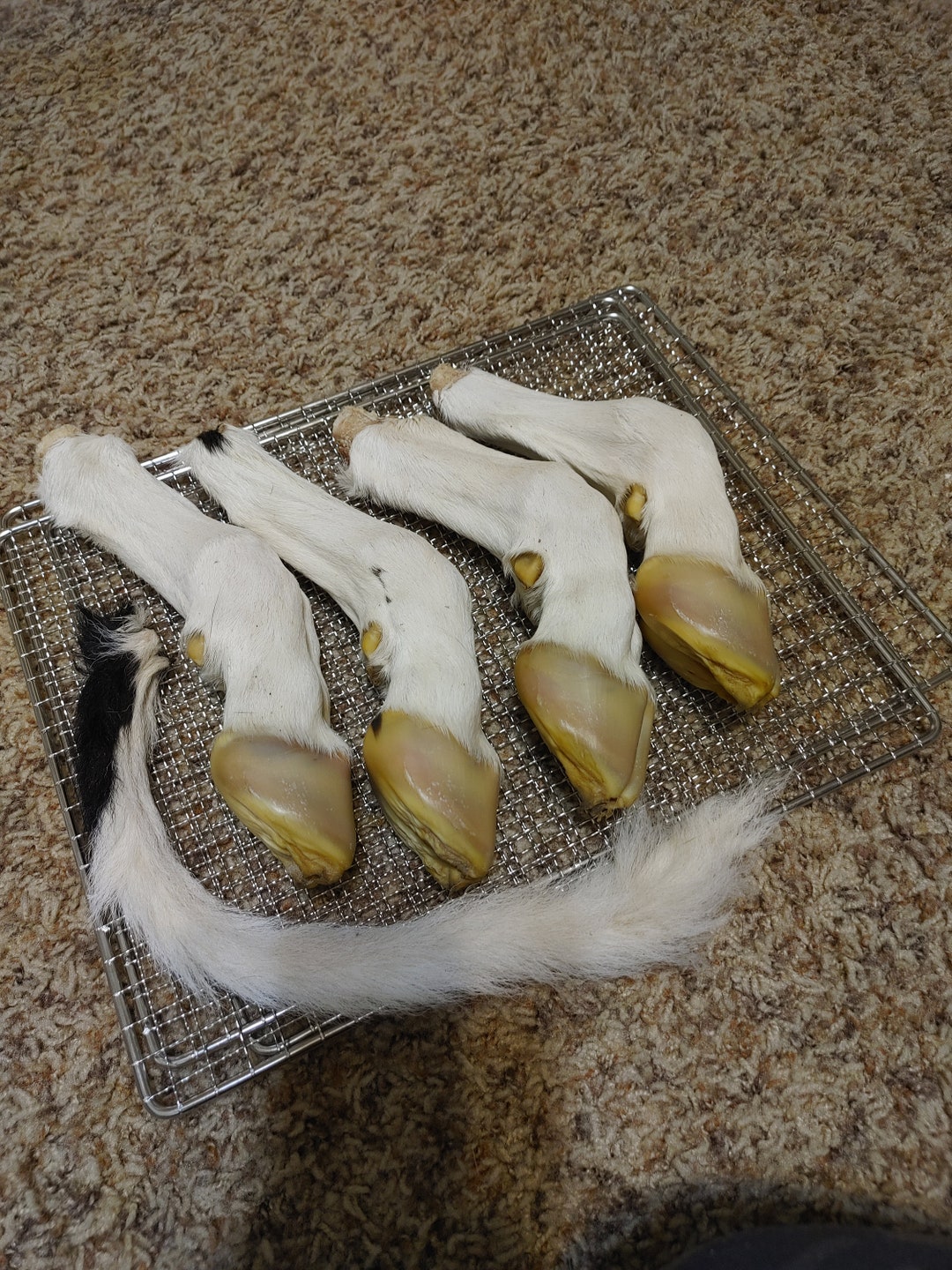 Mummified Calf Feet and Tail Taxidermy Cow, Deer Antlers, Taxidermy ...