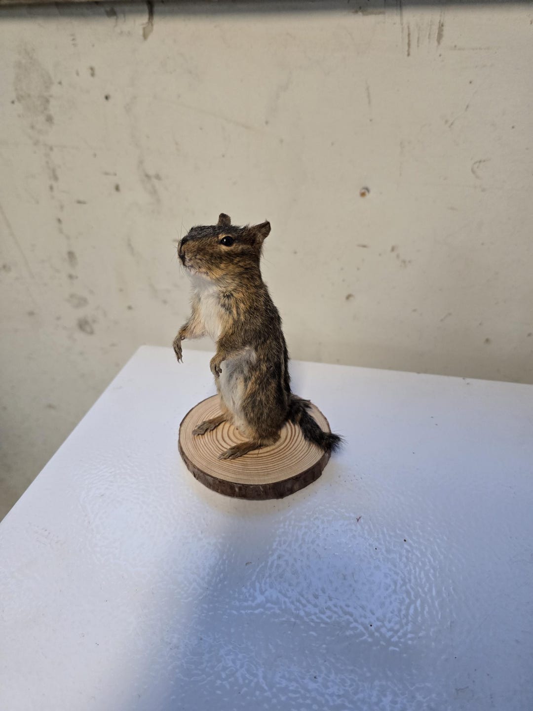 Taxidermy Chipmunk Lifesize Mount Chipmunk Skull, Taxidermy Chipmunk ...