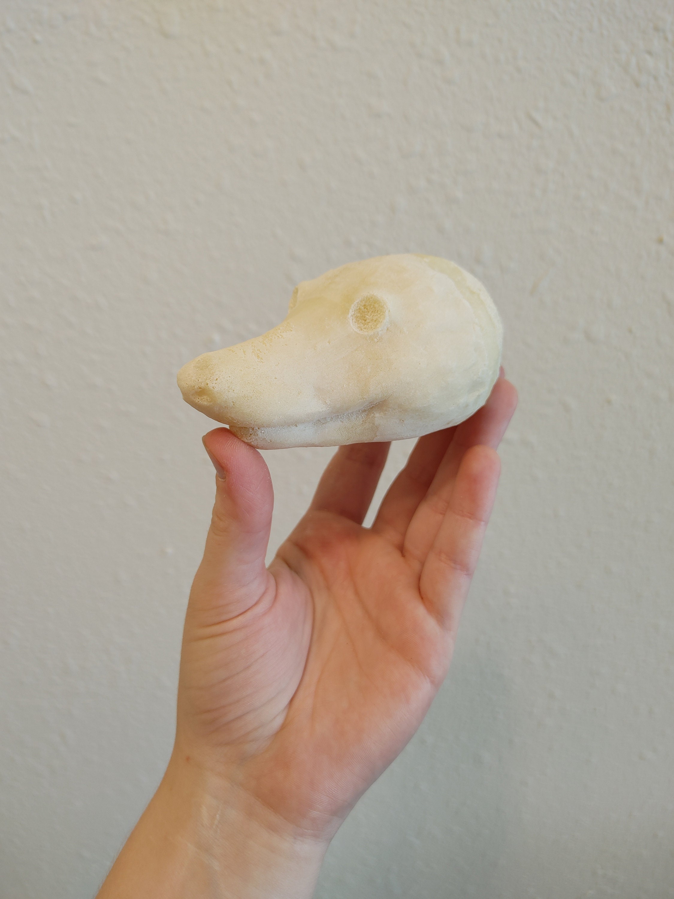 Possum Head Forms Mystic Taxidermy Exclusive - Etsy