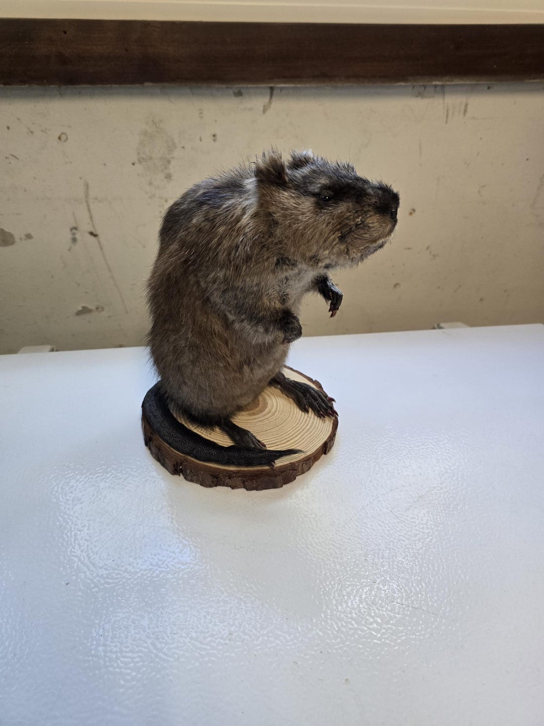 Taxidermy Muskrat Lifesize Mount - Muskrat Skull, Taxidermy Squirrel ...