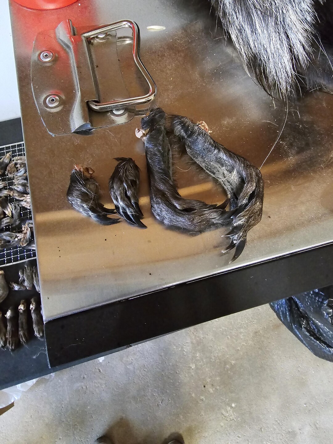 Mummified Nutria Feet Taxidermy Nutria, Deer Antlers, Taxidermy Craft ...