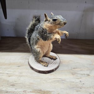 Taxidermy Fox Squirrel Lifesize Mount Squirrel Skull, Stuffed Squirrel ...