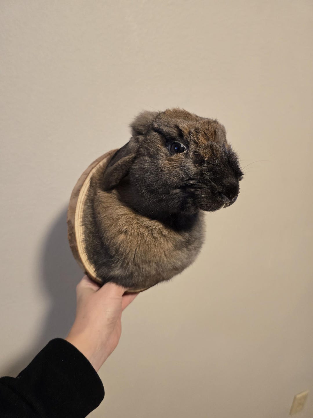 Large Taxidermy Lop Rabbit Shoulder Mount Rabbit Skull, Taxidermy Bunny ...