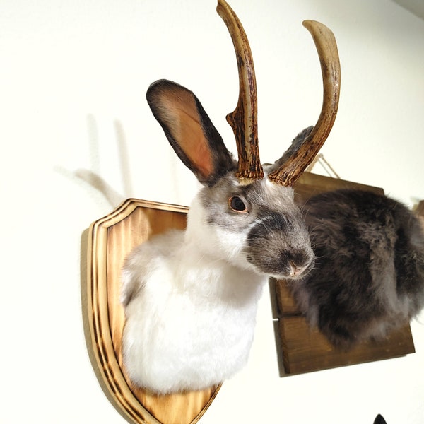 Jackalope Mount - Etsy