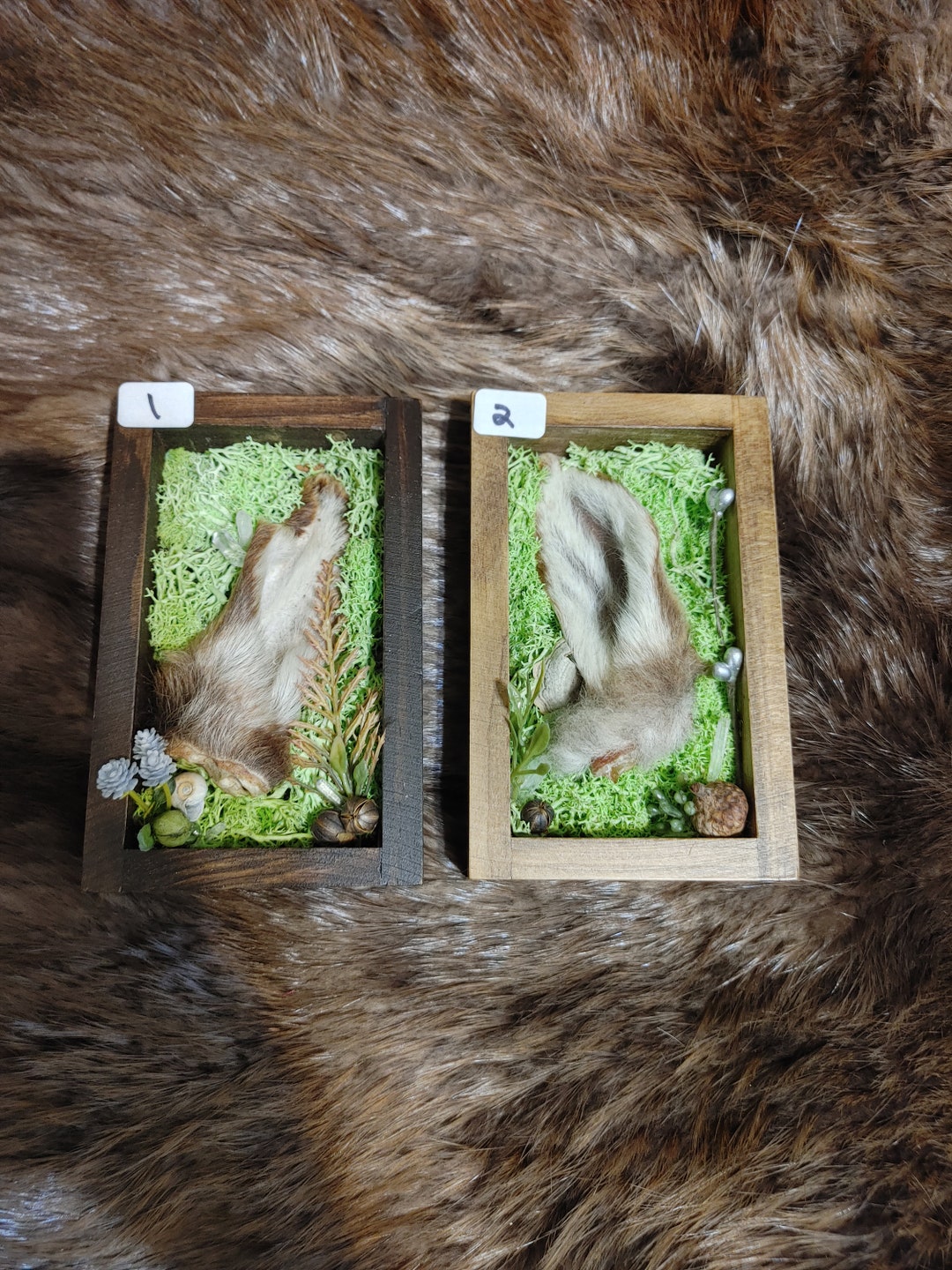 Sheep Ear Shadow Box - Taxidermy Goat, Animal Bones, Goat Skull ...