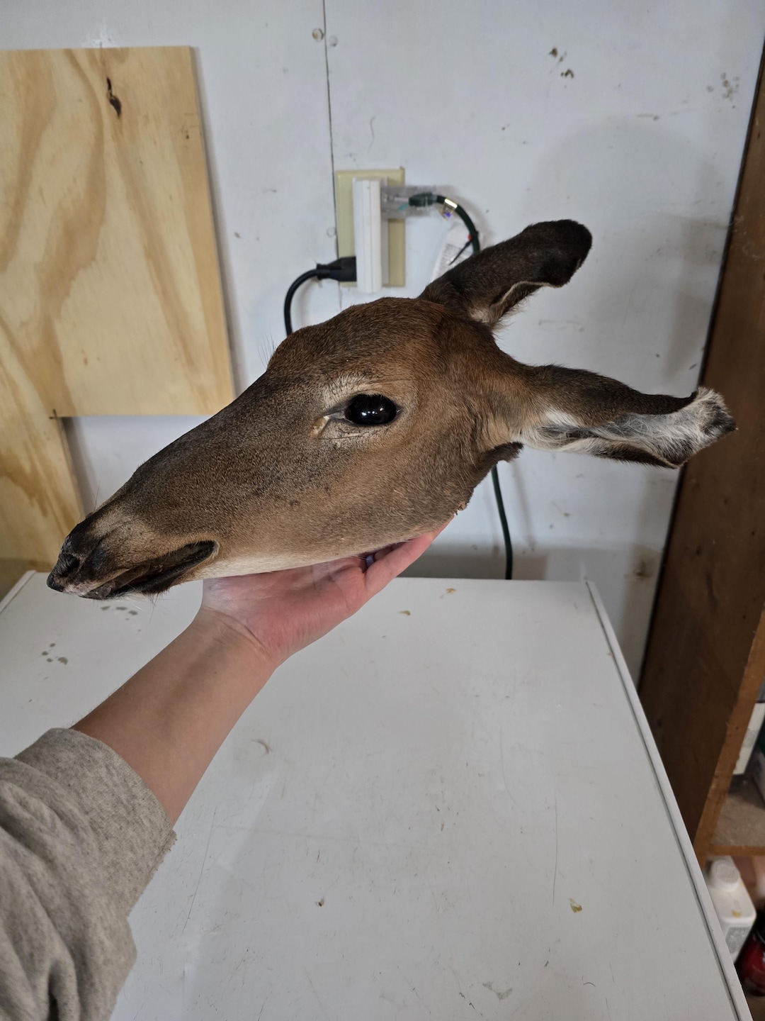 Mummified Doe Head Taxidermy Deer, Deer Antlers, Taxidermy Craft ...